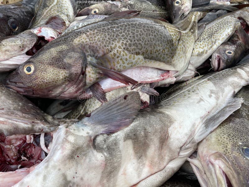 Newfoundland Cod fish stock photo. Image of animal, newfoundland ...