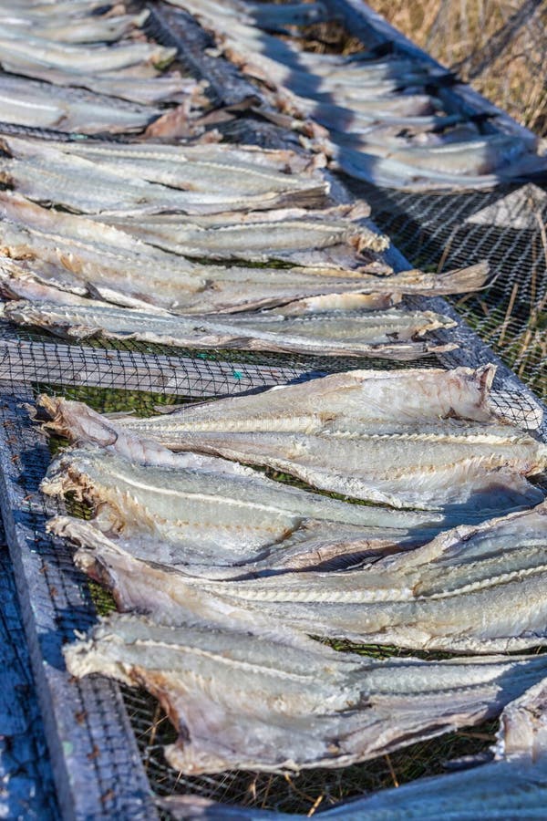 Newfoundland Cod stock image. Image of seafood, food - 49176275