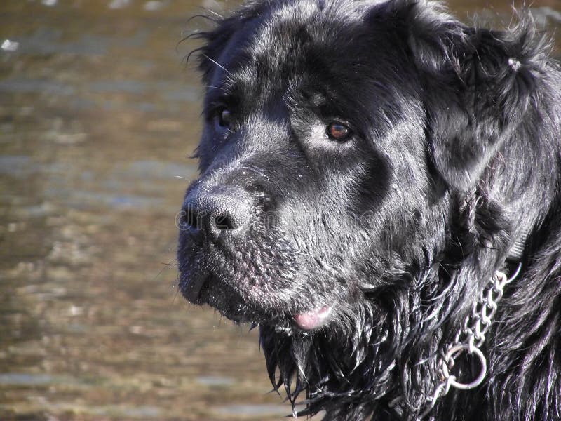 Newfoundland Cross Cyrus Dog Stock Photos - Free & Royalty-Free Stock ...