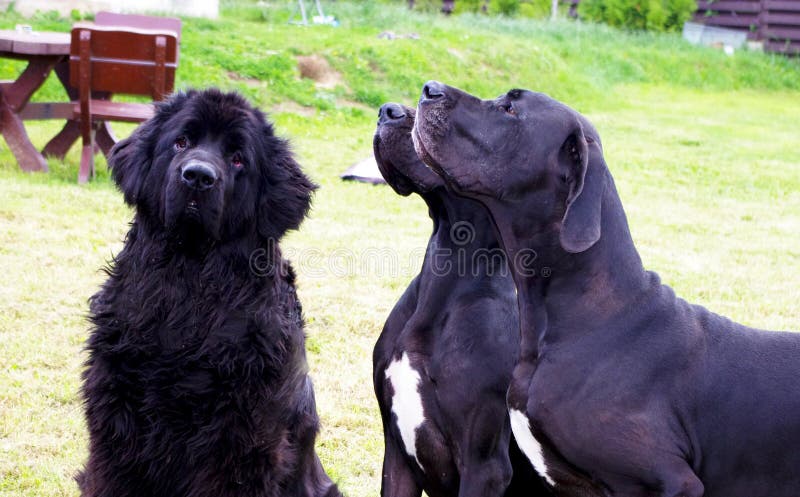 Newfoundland and Danes stock photo. Image of great, looking - 55897916