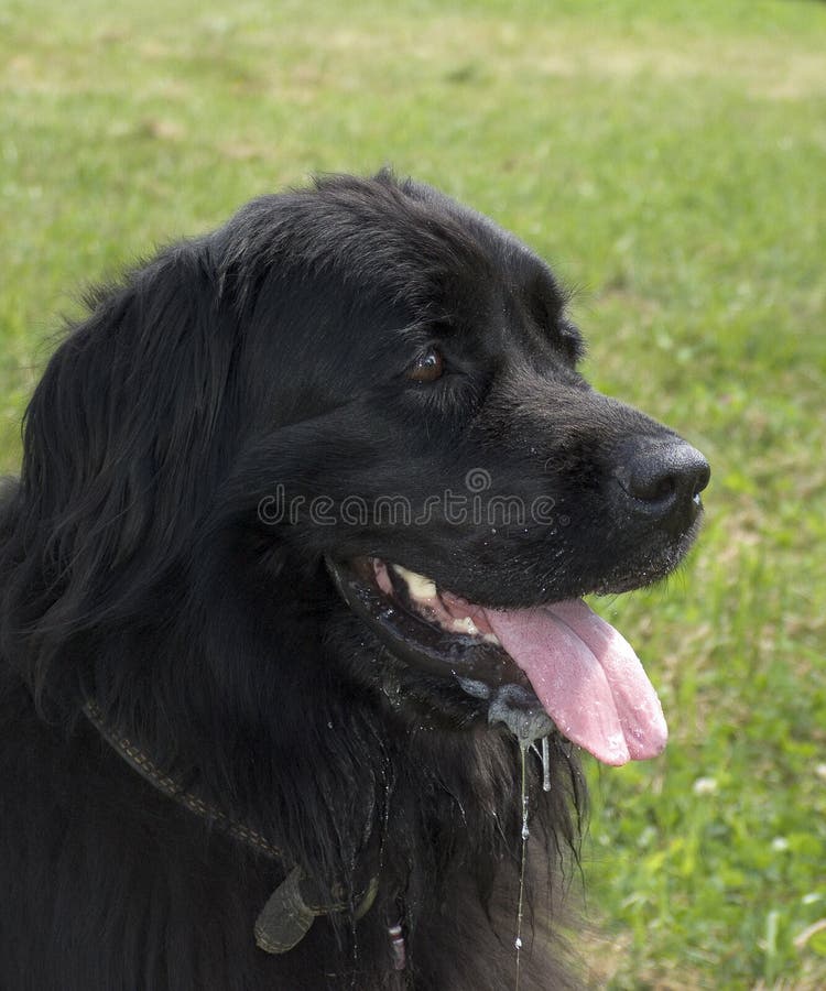 Newfoundland dog stock image. Image of newfoundland, open - 190173