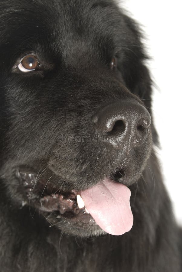 Newfoundland dog stock image. Image of animals, mouth - 27810705