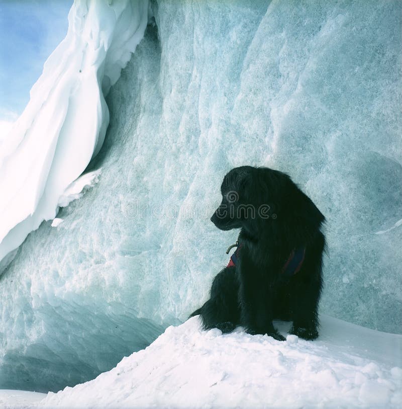 Newfoundland dog stock photo. Image of cold, frost, snow - 379510