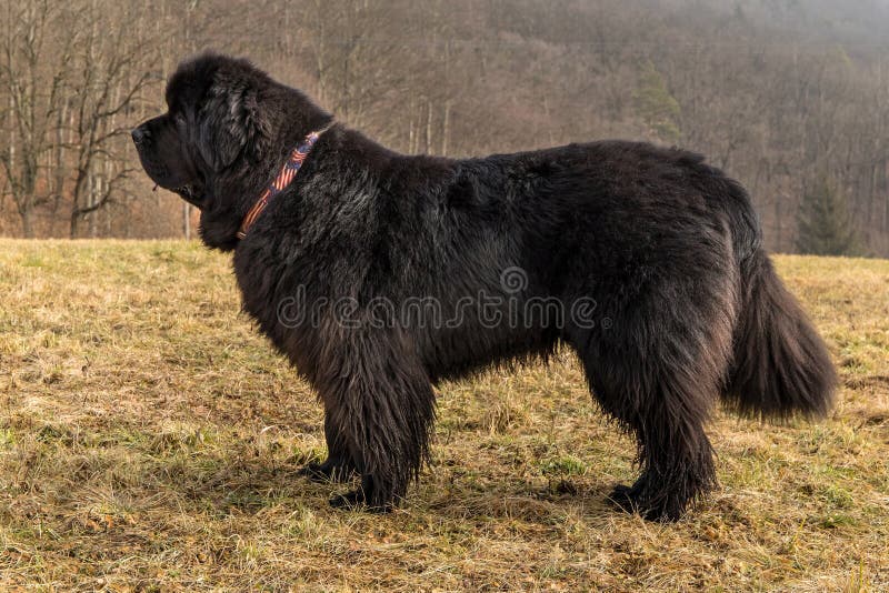 Newfoundland Dog Breed in an Outdoor. Spring Walk with a Dog Stock ...