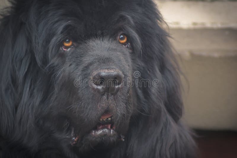 Newfoundland Dog Closeup stock image. Image of canine - 192799505