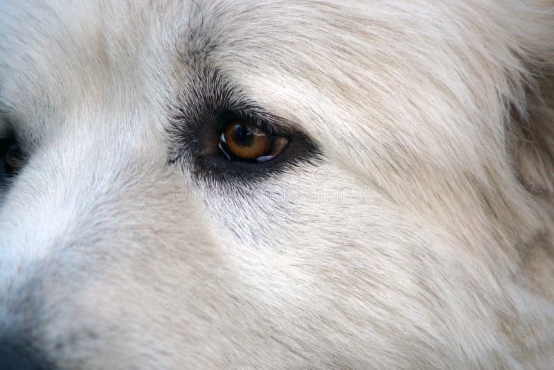 Newfoundland Dog Eye stock image. Image of newfoundlander - 62371323