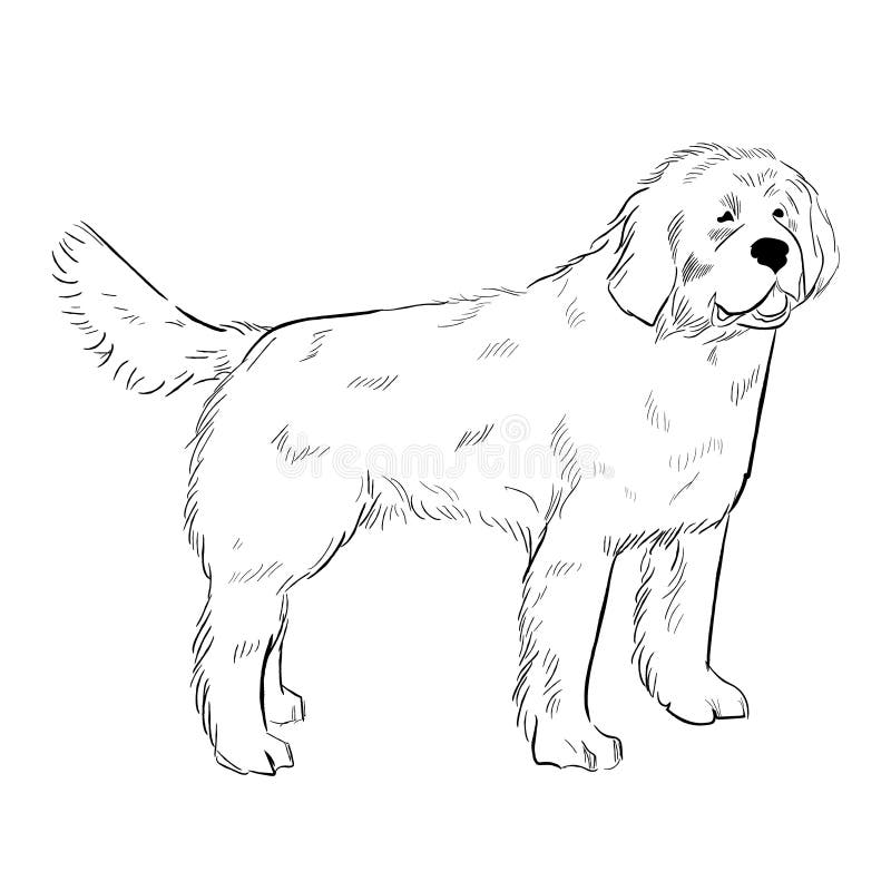 Newfoundland Dog Isolated on White Background Stock Vector ...
