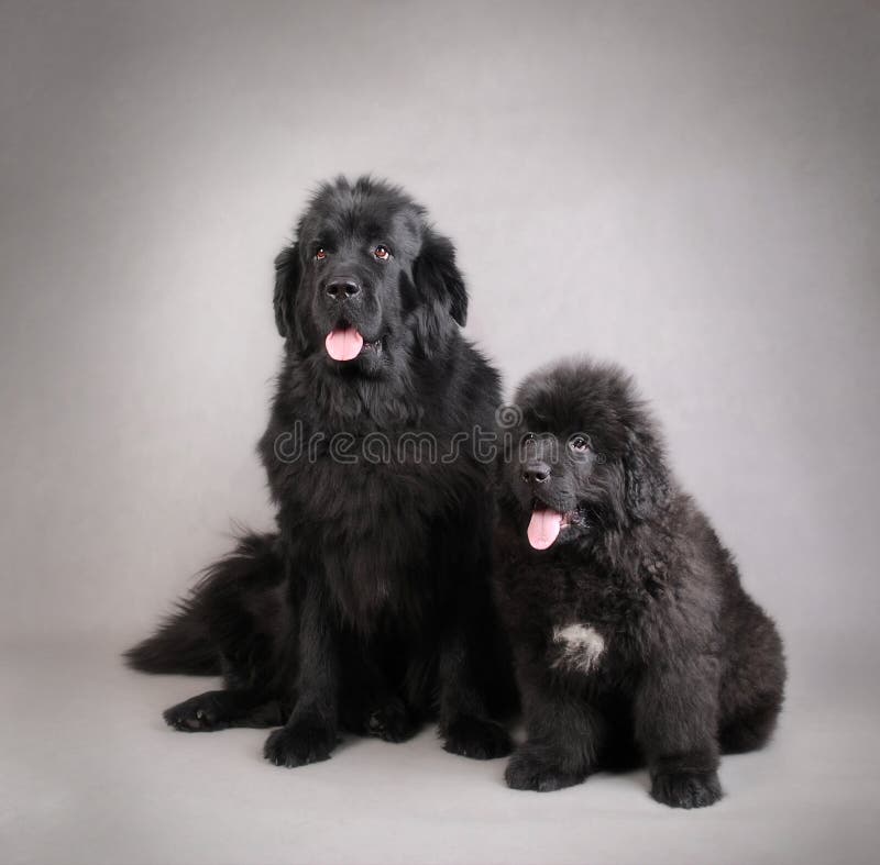 Newfoundland Dog puppy stock photo. Image of friend, household - 4732488