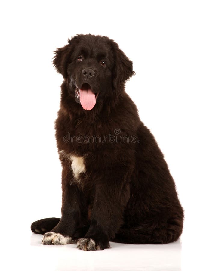 Spider Isolated on White Background Stock Image - Image of fauna ...