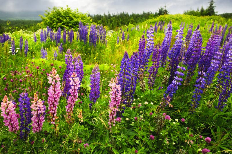Newfoundland Landscape with Lupin Flowers Stock Image - Image of ...