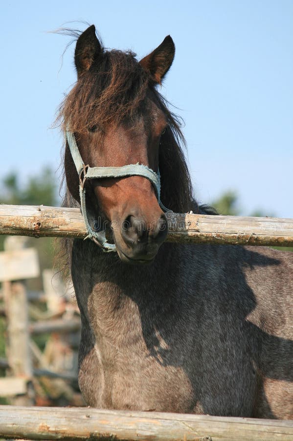 Newfoundland Pony stock image. Image of newfoundland - 16005131