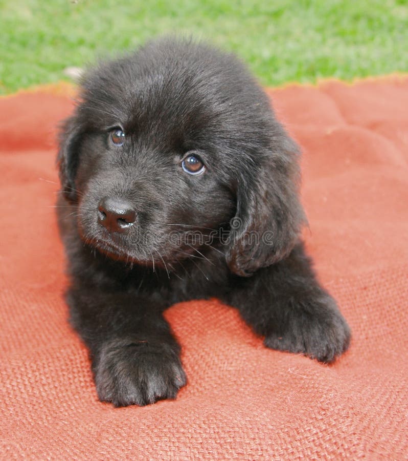 Newfoundland puppy stock photo. Image of show, cute, black - 3763612