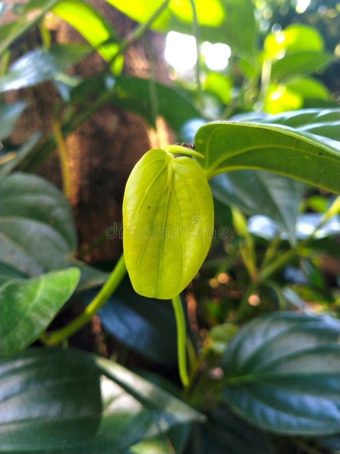 Newly Bloomed Betel Leaves Growing in the Courtyard Stock Photo - Image ... Newly Bloomed Betel Leaves Growing in the Courtyard Stock Photo - Image ...