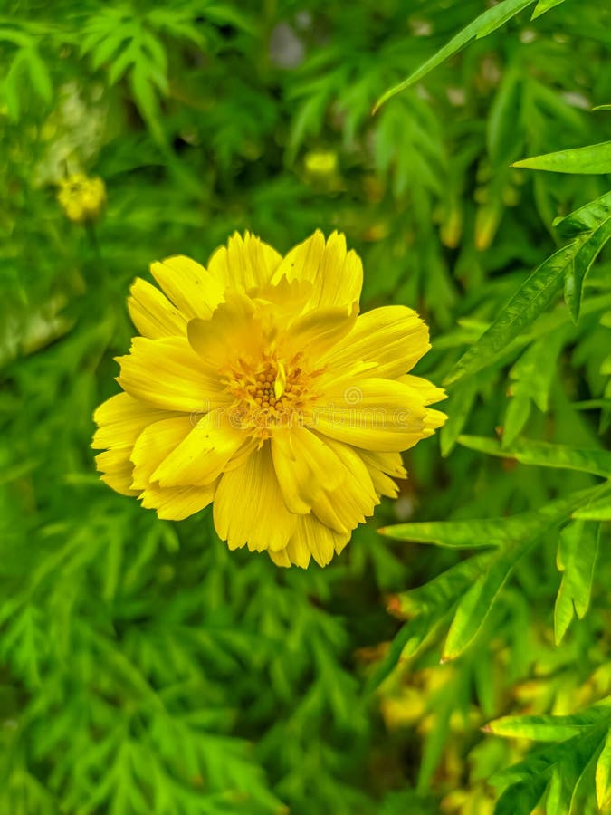 The Newly Bloomed Yellow Flower Looks Beautiful Stock Image - Image of ...
