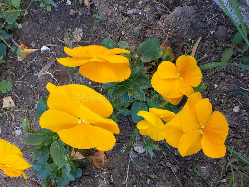 Yellow violets and herbs stock image. Image of wildflower - 246483179