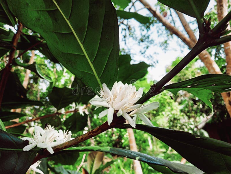 Newly Blooming Coffee Plant Flowers Stock Photo - Image of newly ...