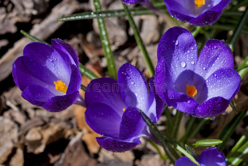 Crocus Flowers the First Sign of Spring Stock Photo - Image of crocus ...