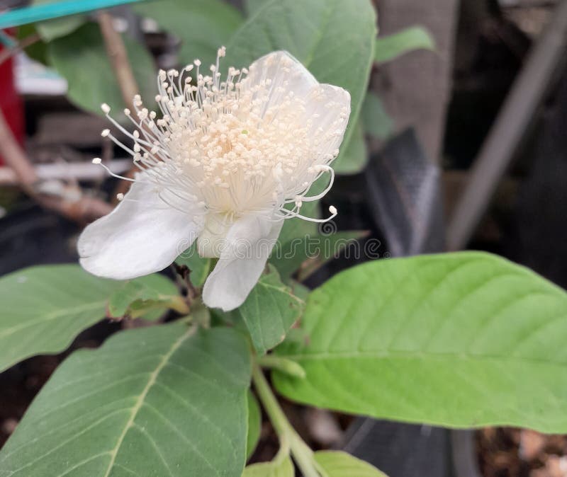 Newly Blooming Guava Tree Flowers Stock Image - Image of tree, white ...