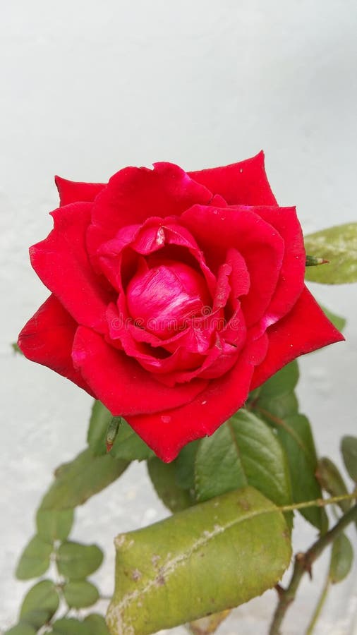 Newly blooming red roses stock image. Image of blossom - 268348727