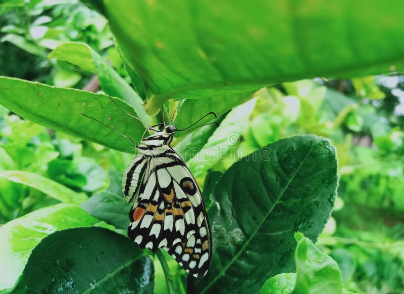 A Newly Born Butterfly (lime Butterfly) on a Lemon Tree Stock Photo ...