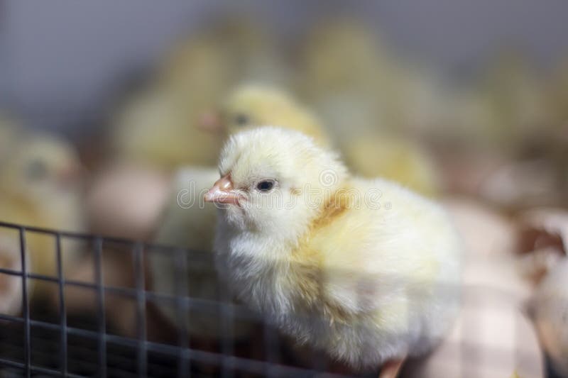 A Newly Born Chick in the Incubator Stock Image - Image of birth ...