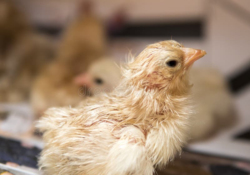 New born chicken stock photo. Image of landscape, shell - 4505714