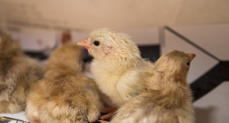 Newly born chicken stock image. Image of beginning, hatched - 192620583