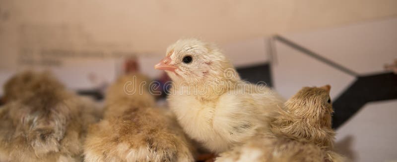 Newly born chicken stock photo. Image of small, beginning - 192620586