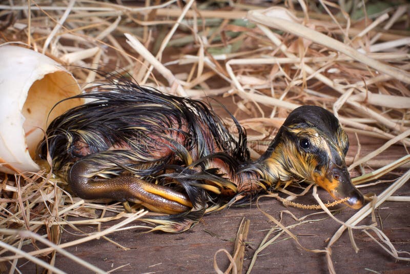 Newly born duckling stock photo. Image of nestling, born - 36858730