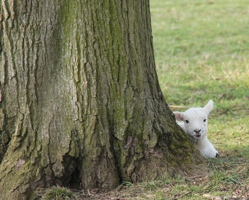 Newly Born Lamb. stock photo. Image of countryside, woollen - 39641126