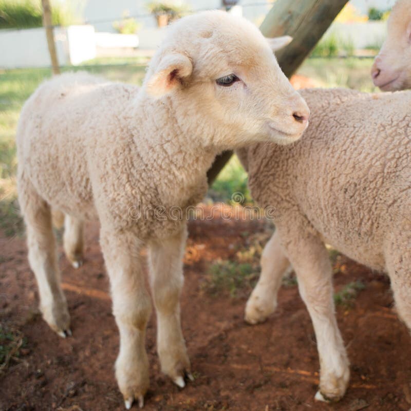 Newly born lamb in pen stock image. Image of meat, animals - 79215675