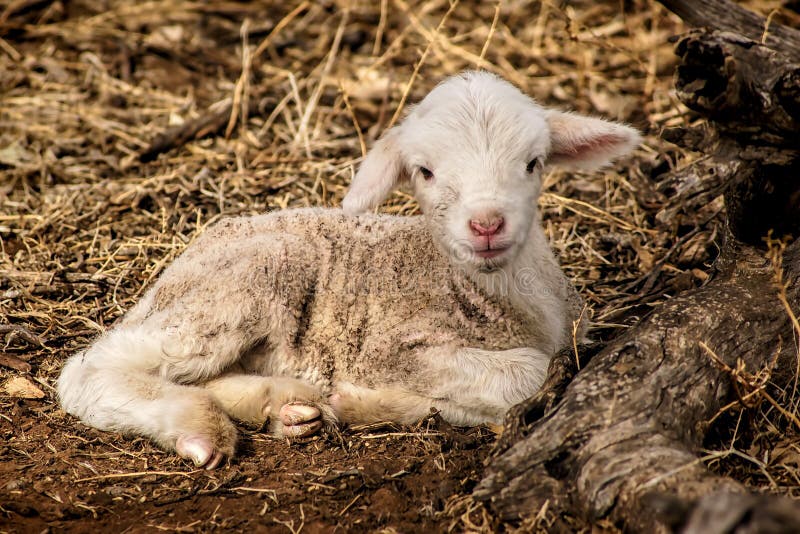 Lamb resting in the grass stock photo. Image of method - 50864384