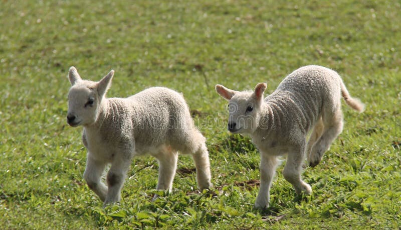 Newly Born Lambs stock image. Image of agriculture, baby - 39641163