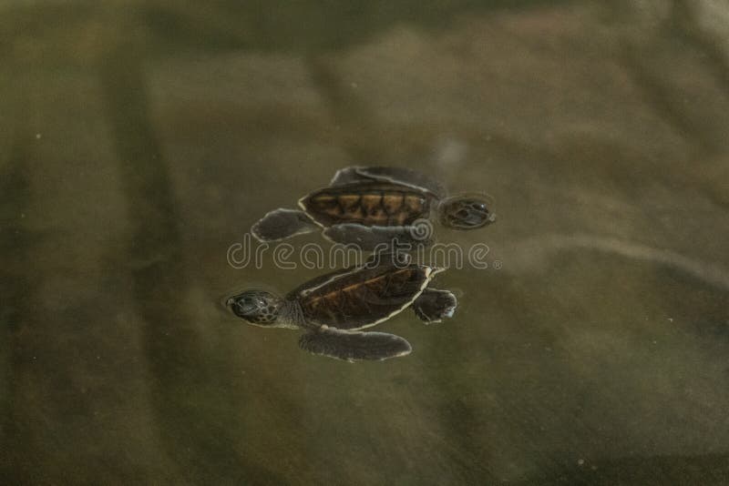 The Newly Born Little Turtle in Swimming Pool Stock Image - Image of ...