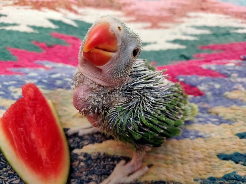Newly born parrot stock image. Image of flower, produce - 184668109