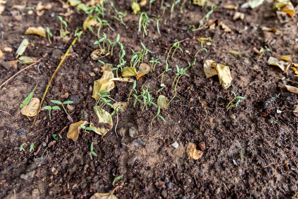 Newly Born Sapling in Backyard Farm Field Stock Image - Image of ...