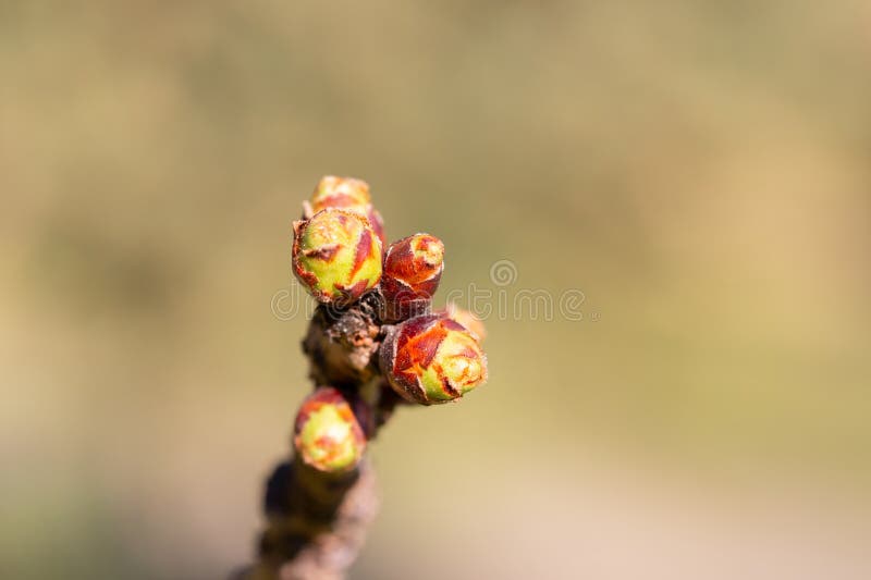 Newly Budded Tree Branch Budding Fruit Spring Stock Photos - Free ...