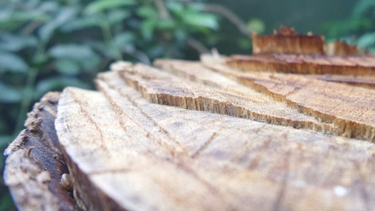 Newly cut big tree stock photo. Image of newly, tree - 60881970