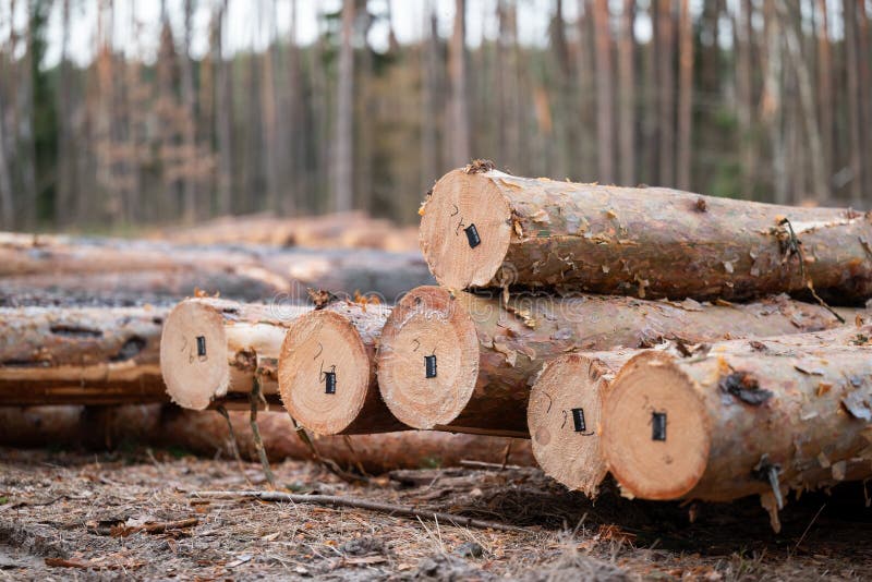 Newly Cut Down Forest, Trunks with Tags Lying on the Ground Stock Photo ...