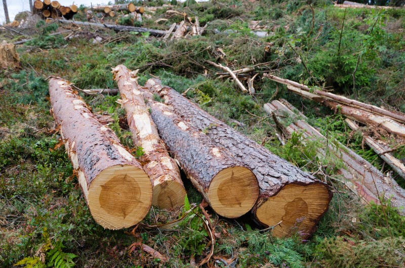 Logs Cut from Fallen Tree stock photo. Image of firewood - 25549056