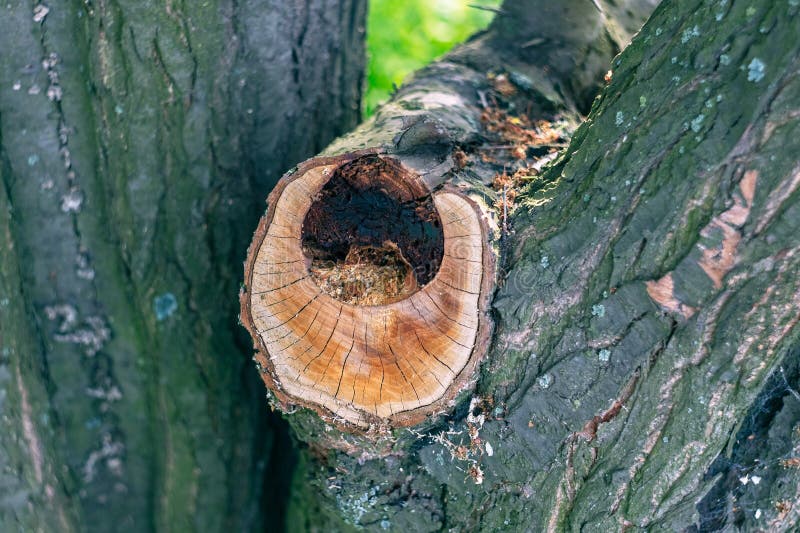 Newly cut tree stock photo. Image of ring, material, tree - 95146058