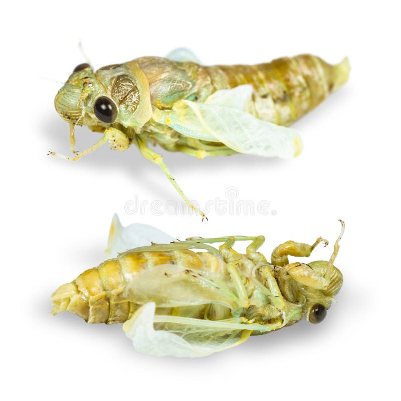 Newly Emerge Cicada on White Background Stock Image - Image of cicada ...