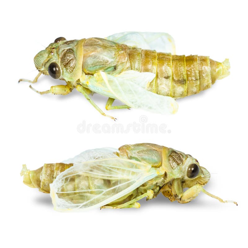 Newly Emerge Cicada on White Background Stock Image - Image of summer ...
