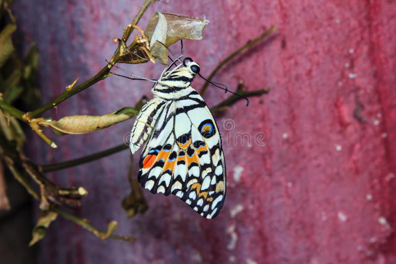 Newly emerged butterfly stock photo. Image of metamorphism - 81366736