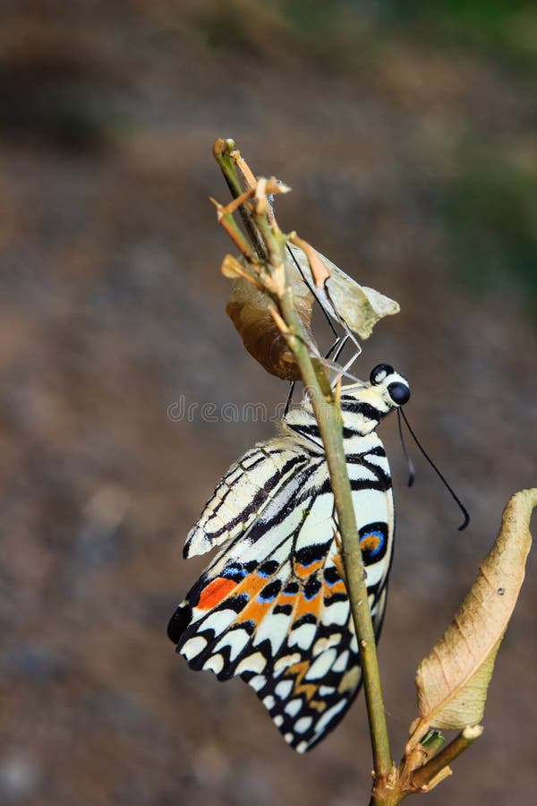 Newly emerged butterfly stock photo. Image of metamorphism - 81366736