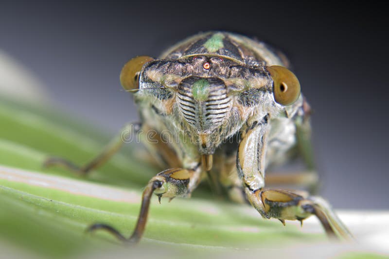 Emerged Ciada Stock Photos - Free & Royalty-Free Stock Photos from ...