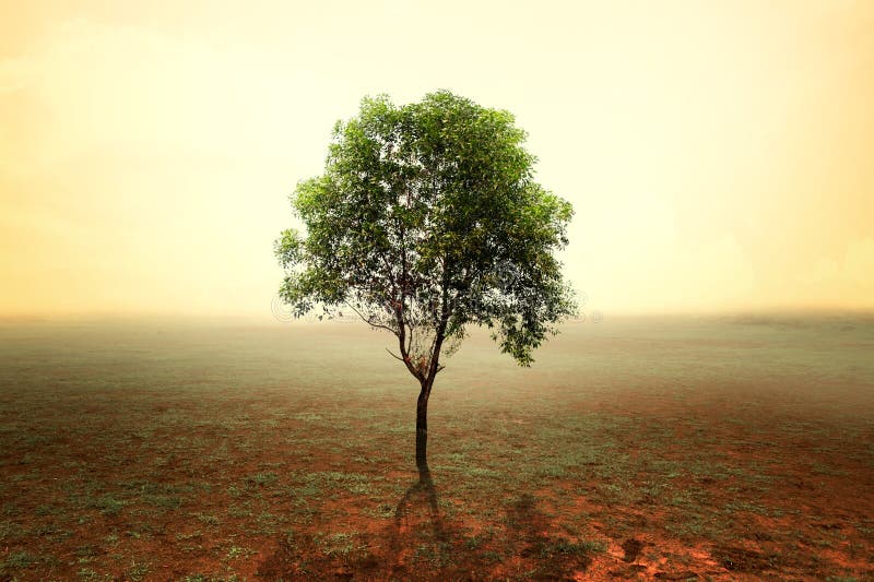 Newly Fertile Soil with a Grown Tree in the Middle of the Field Stock ...