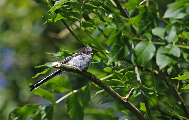 Juvenile Long Tailed Tit Perched in a Tree Stock Image - Image of ...