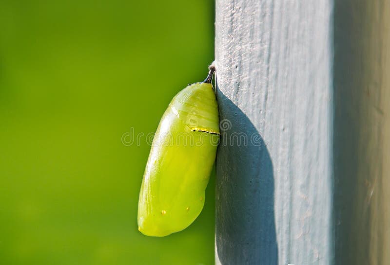 A Newly Formed Monarch Butterfly Chrysalis Stock Photo - Image of post ...