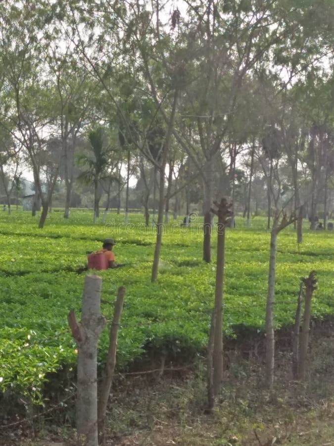 A Newly Formed Small Tea Garden in Assam ,India Stock Image - Image of ...